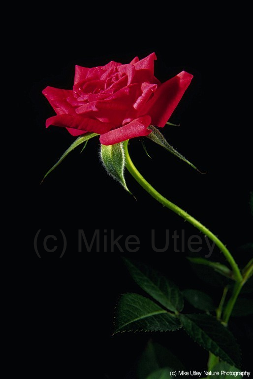 “Miniature Pot Rose” – Silent Pariah