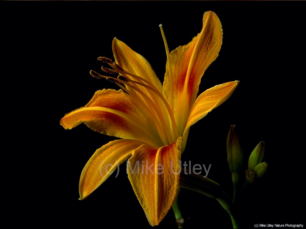 “Day Lily” – Silent Pariah